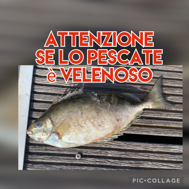 Pescato di recente un pesce velenoso. Se lo pescate fate attenzione ...